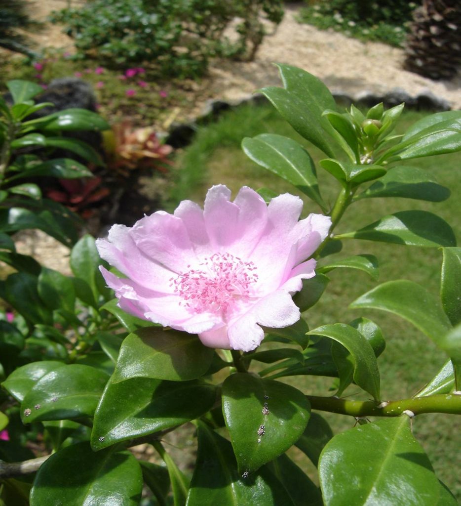 Flora | Ministerio de Medio Ambiente y Recursos Naturales