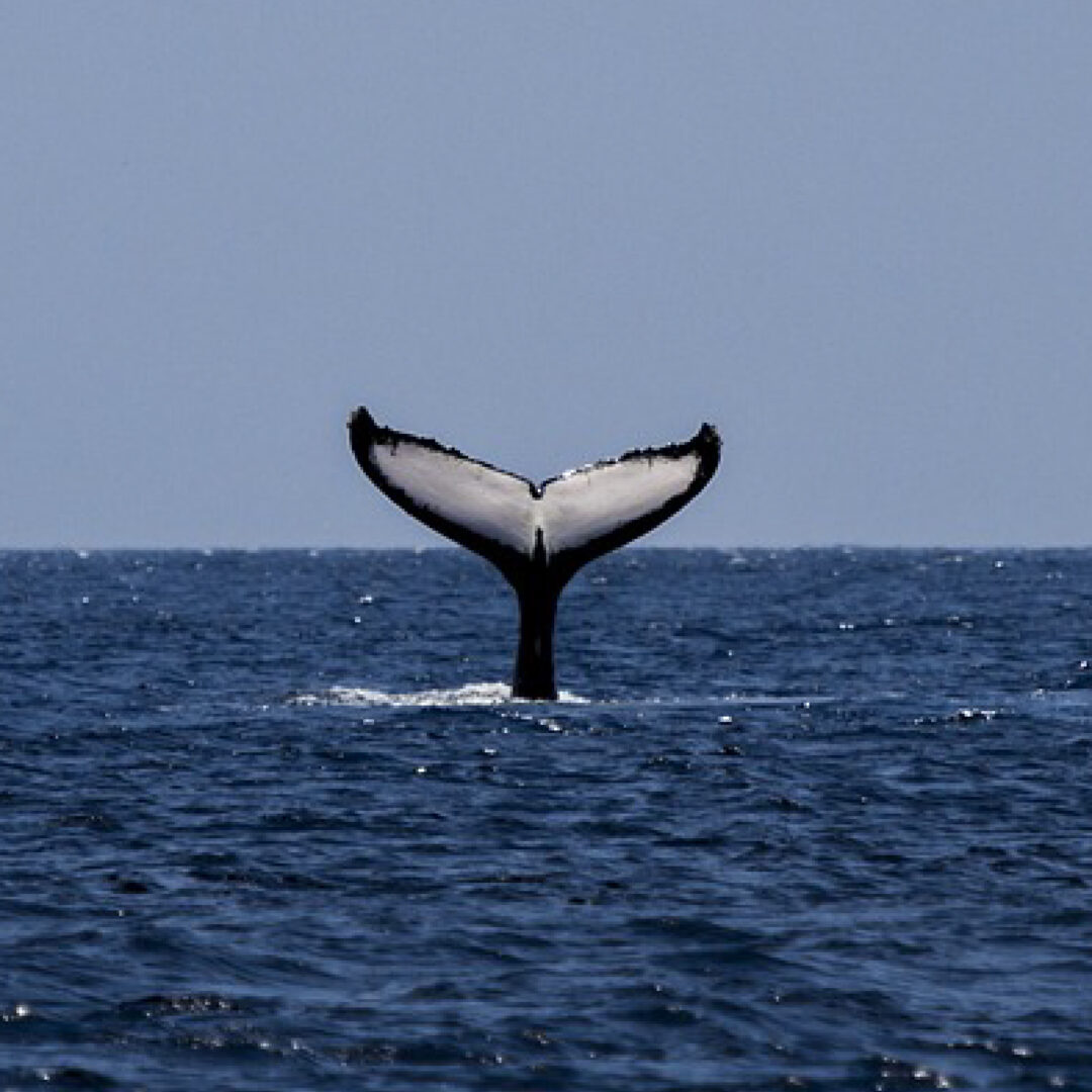 Temporada de observación de ballenas jorobadas 2024 | Ministerio de Medio Ambiente y Recursos ...