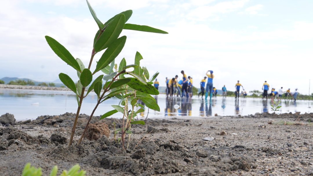 Viceministerio Cambio Climático y Sostenibilidad | Ministerio de Medio Ambiente y Recursos Naturales