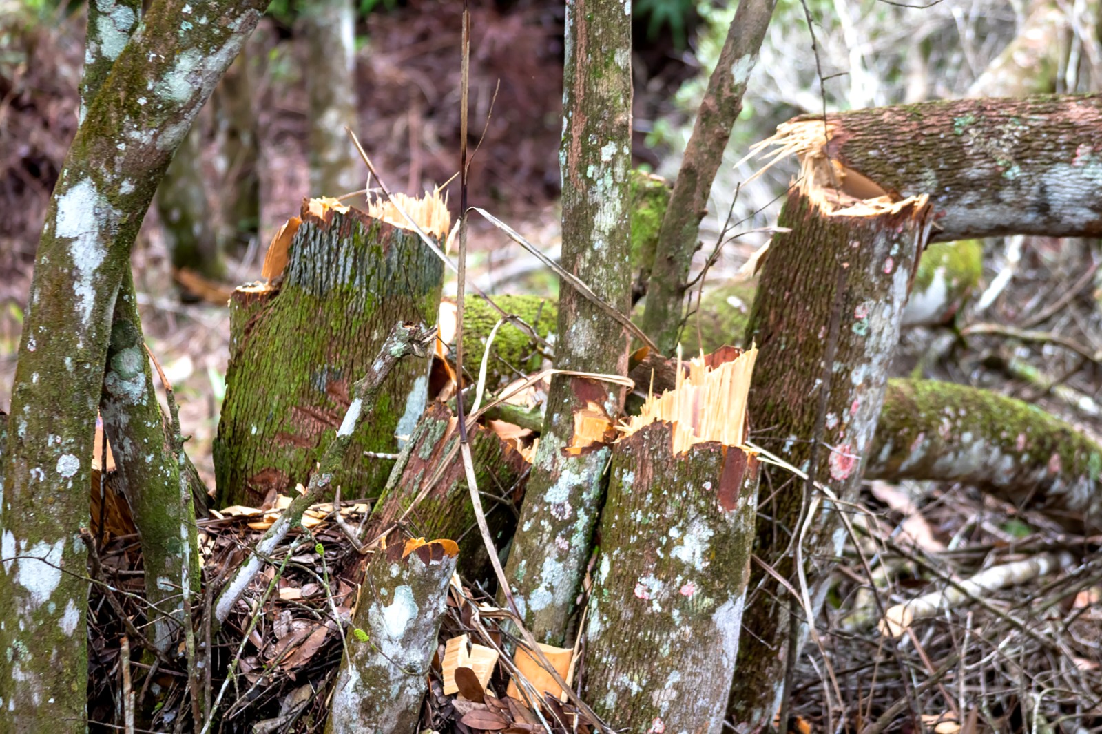 Medio Ambiente apresa a un dominicano por depredar bosque en el Parque ...