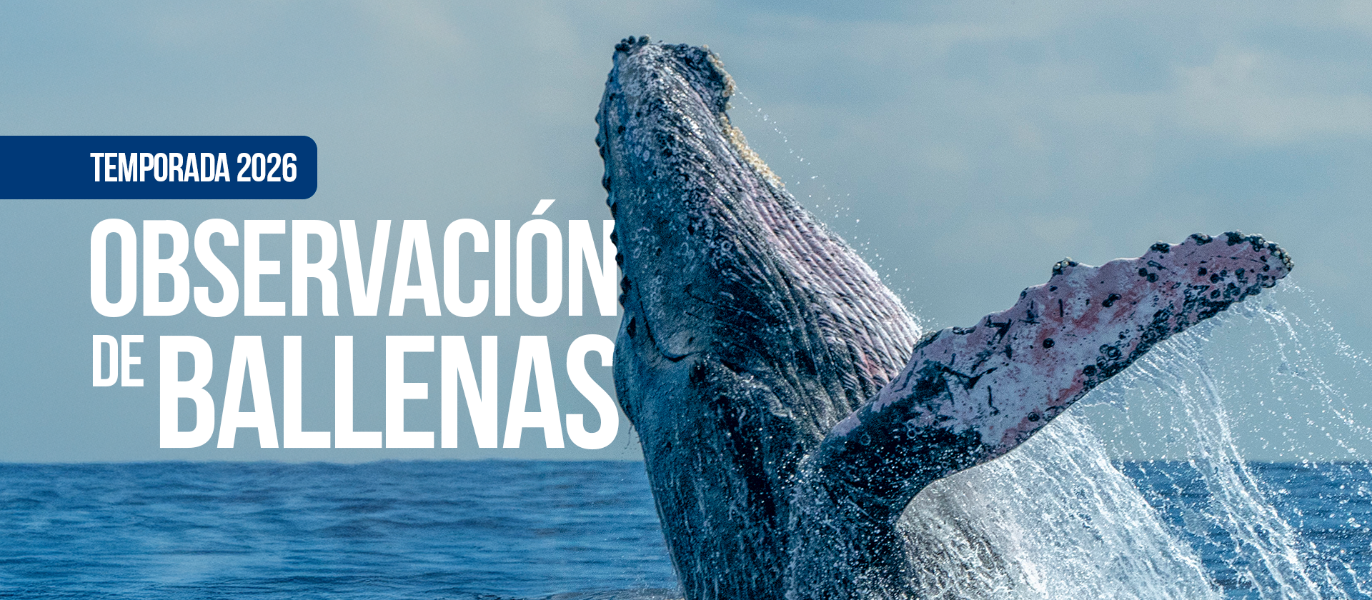 Proceso para autorizaciones de embarcaciones en observación de ballenas 2026 | Ministerio de ...